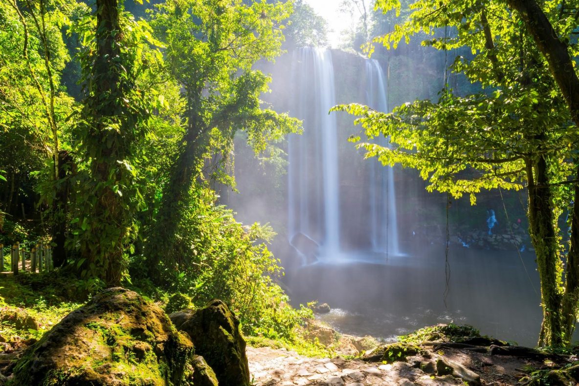 Los bosques de México - Neixar